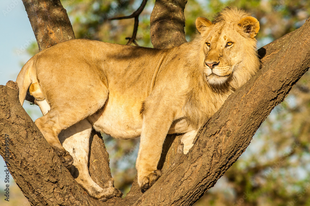 Tree climbing lion Stock Photo | Adobe Stock