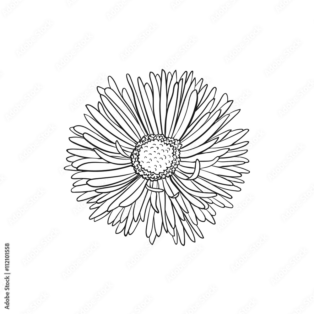 Hand drawn flower. Flower outlines in sketch style isolated on white ...