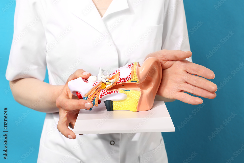 Budowa ucha, anatomia układu słuchu. Stock Photo | Adobe Stock