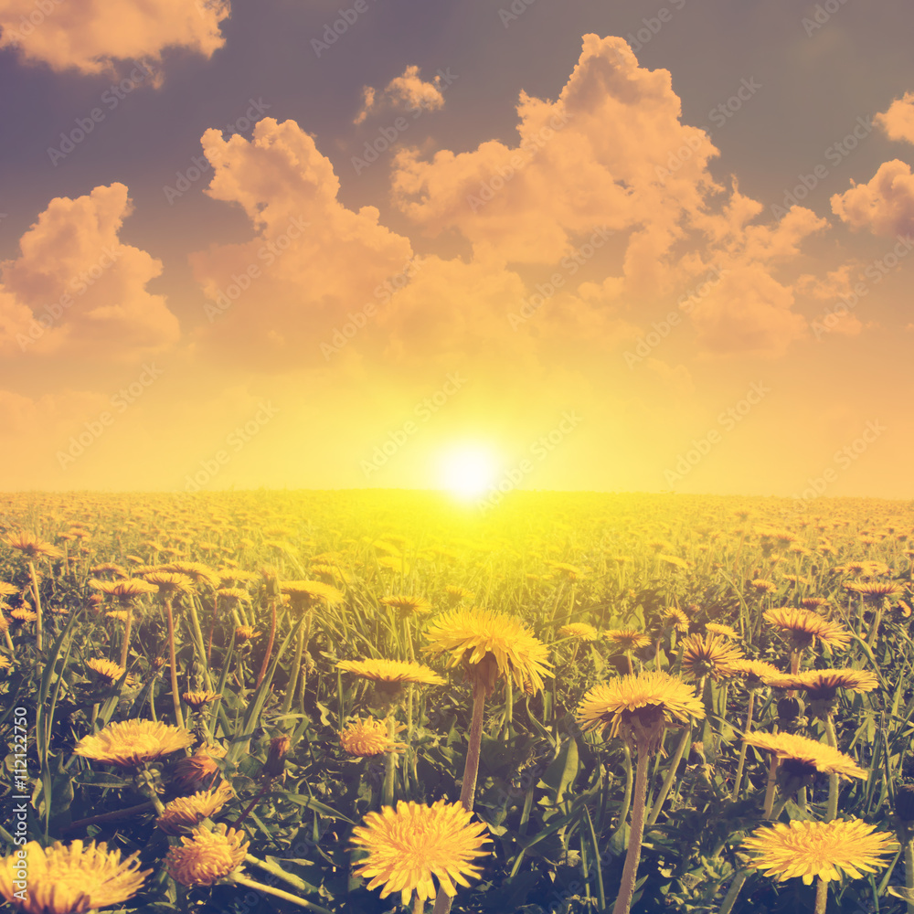 Dandelion Field Sunset