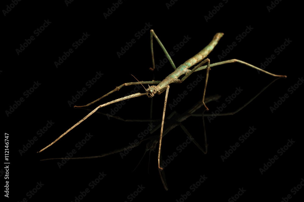 Annam Stick Insect - Baculum extradentata isolated on Black Background ...