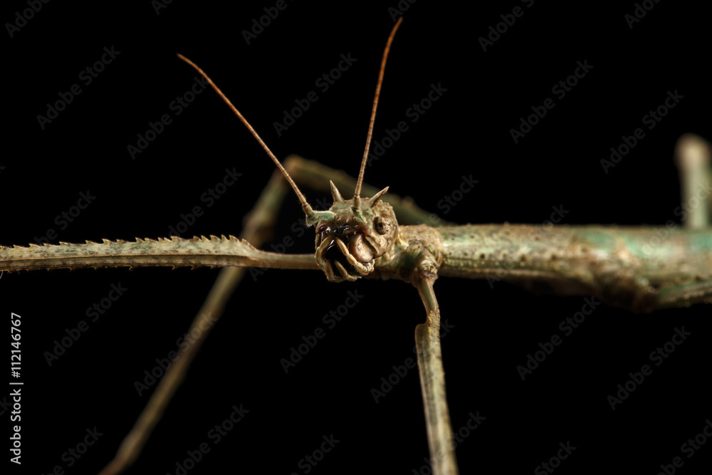 Annam Stick Insect - Baculum extradentata isolated on Black Background ...