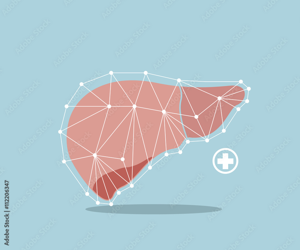 liver flat design vector Stock Vector | Adobe Stock