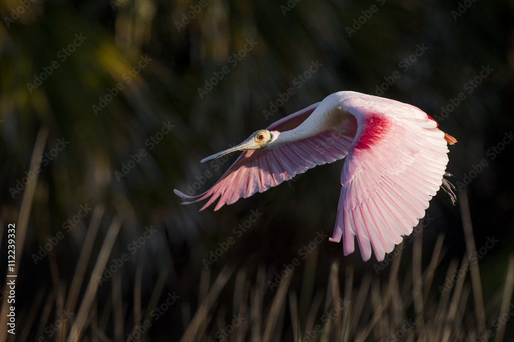Poster A Roseate Spoonbill flies in front of a dark background as the ...