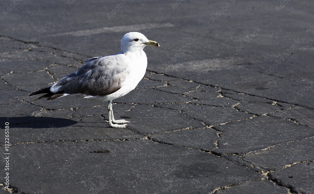 Portrait of big gull on a background of cracked asphalt. The bird is on ...