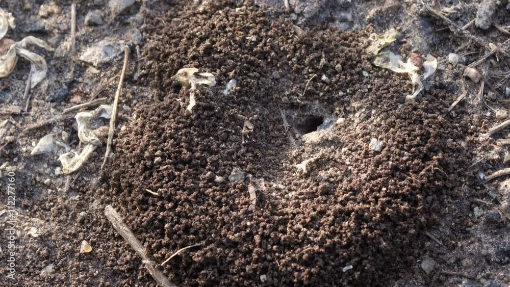 Ants in an anthill Stock Video | Adobe Stock