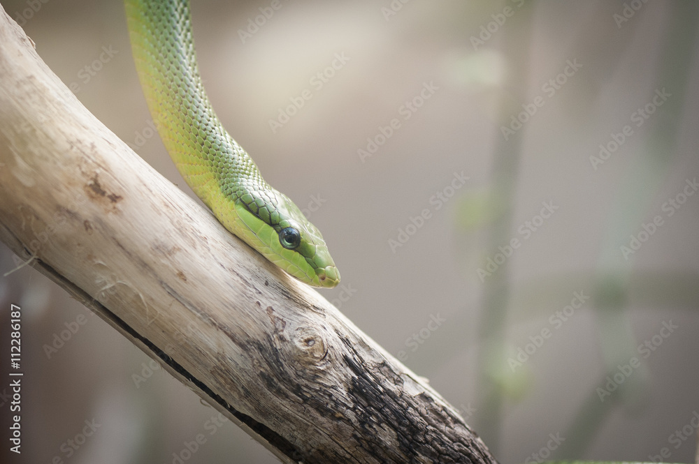 Mamba vert Photos | Adobe Stock