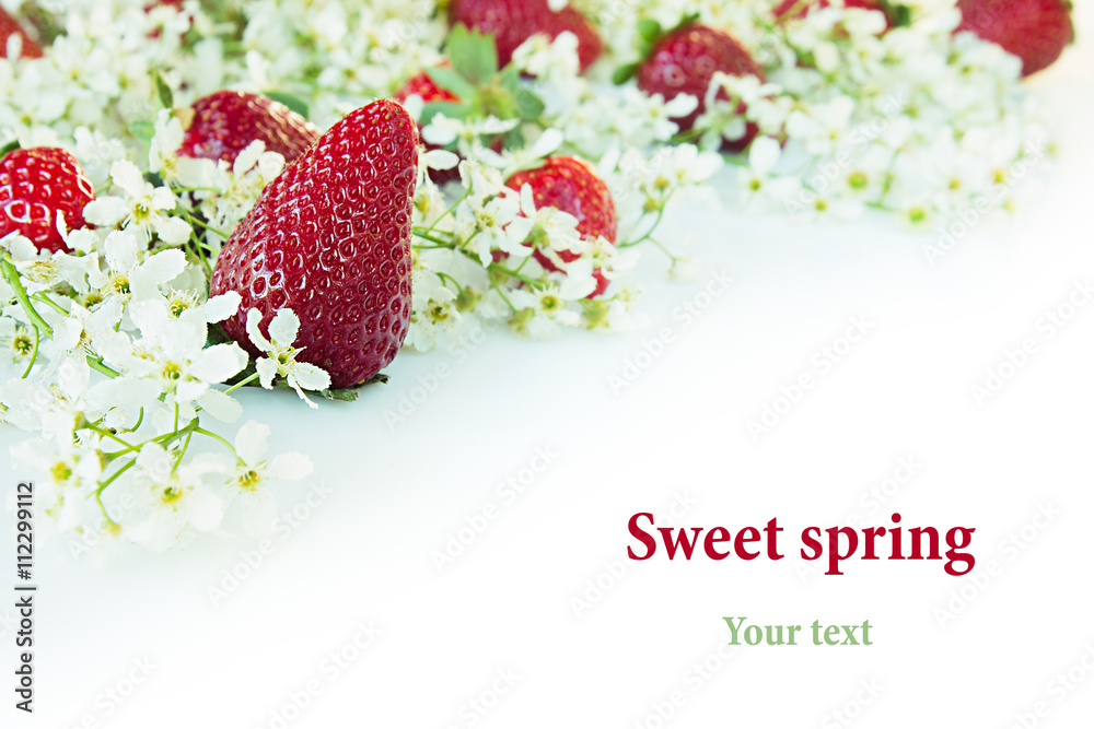 Strawberries with flowers of bird cherry on a white background. Sunny ...