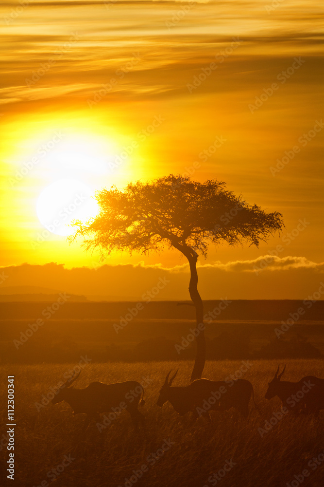Typical african sunset with acacia trees in Masai Mara, Kenya. Stock ...