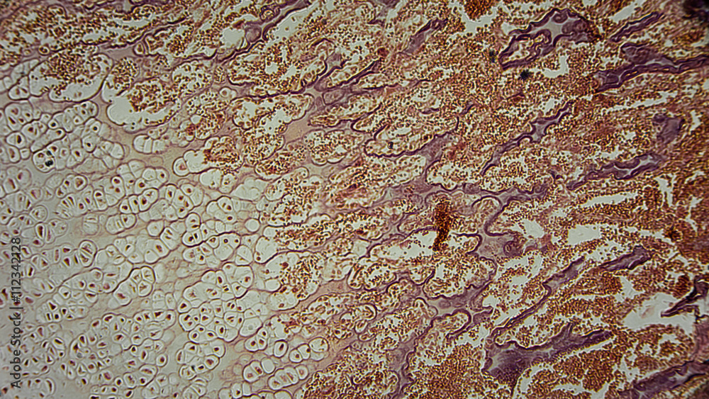 menschliche Zellen unter dem Mikroskop - Anatomie / Histologie ...