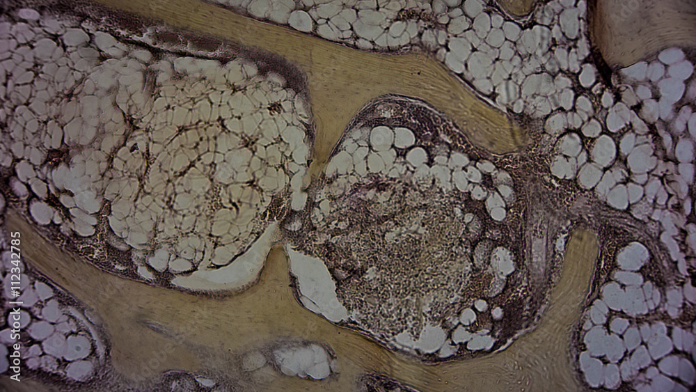 menschliche Zellen unter dem Mikroskop - Anatomie / Histologie ...