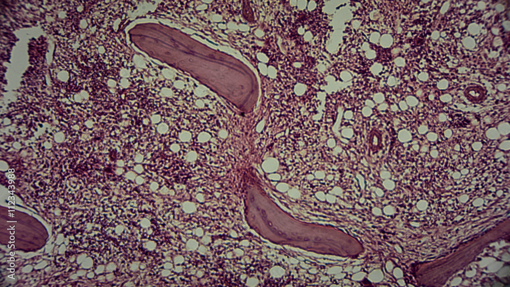 menschliche Zellen unter dem Mikroskop - Anatomie / Histologie ...