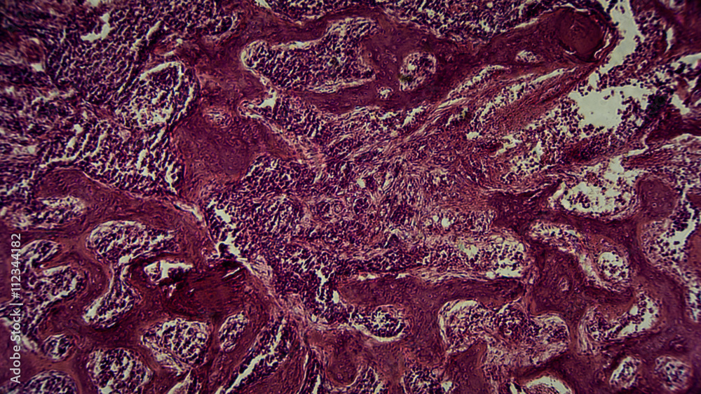 menschliche Zellen unter dem Mikroskop - Anatomie / Histologie ...