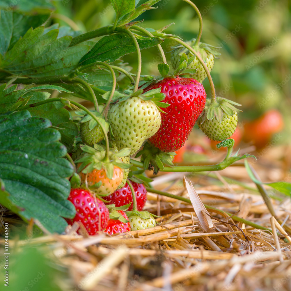 Reife rote Erdbeeren und nachwachsende grüne Erdbeeren am ...