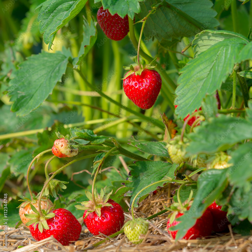 Erdbeeren Am Strauch