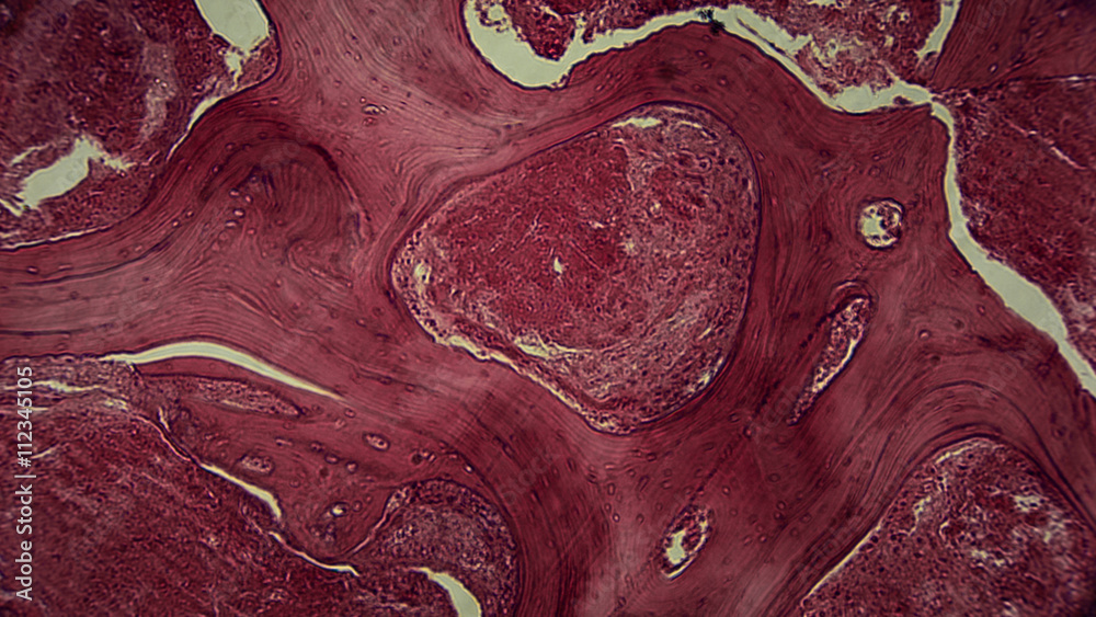 menschliche Zellen unter dem Mikroskop - Anatomie / Histologie ...
