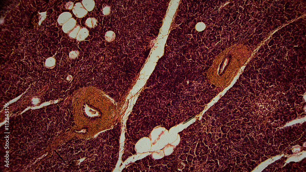 menschliche Zellen unter dem Mikroskop - Anatomie / Histologie ...