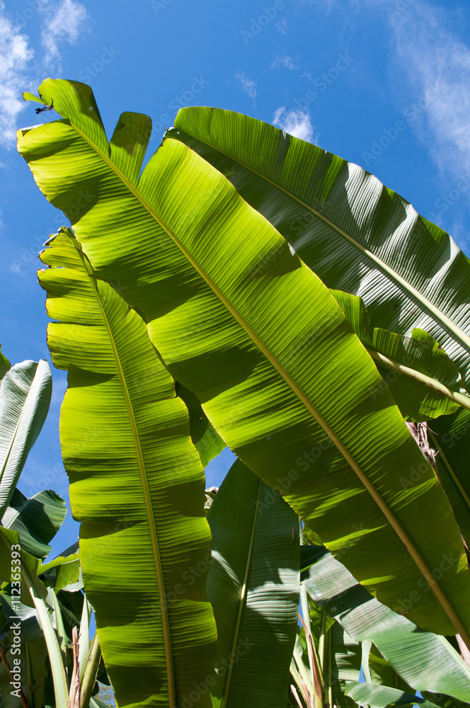Feuilles De Bananier Au Four _ Feuilles De Bananier Recette – XYFQCY