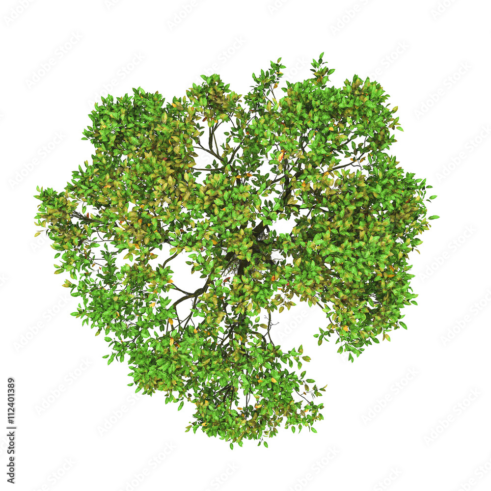 Mangrove tree in white background isolated Stock Photo | Adobe Stock