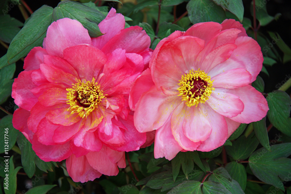 Pivoines roses à fleurs simples, parc floral Paris Stock Photo | Adobe ...