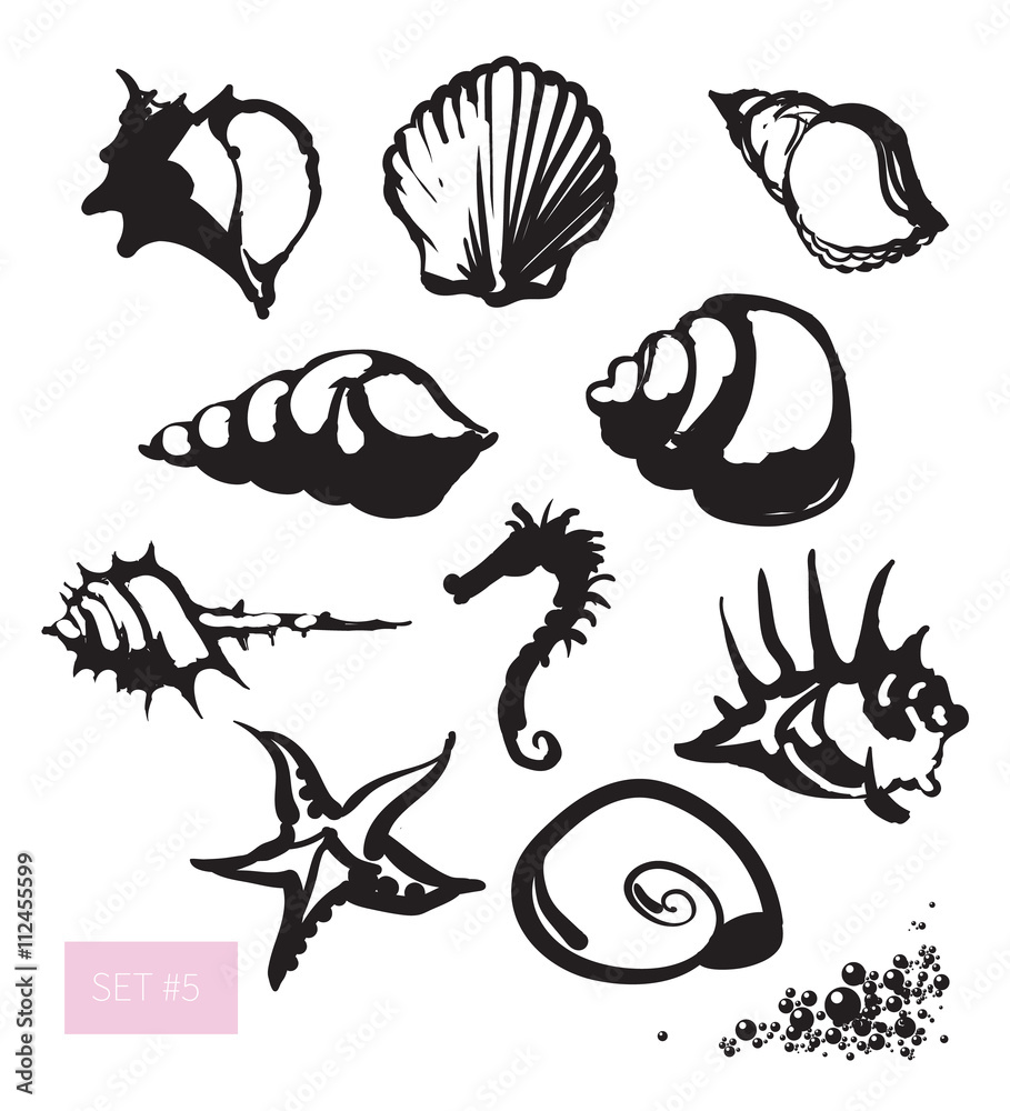 Vector illustration. Beautiful shell set. Black on white background ...