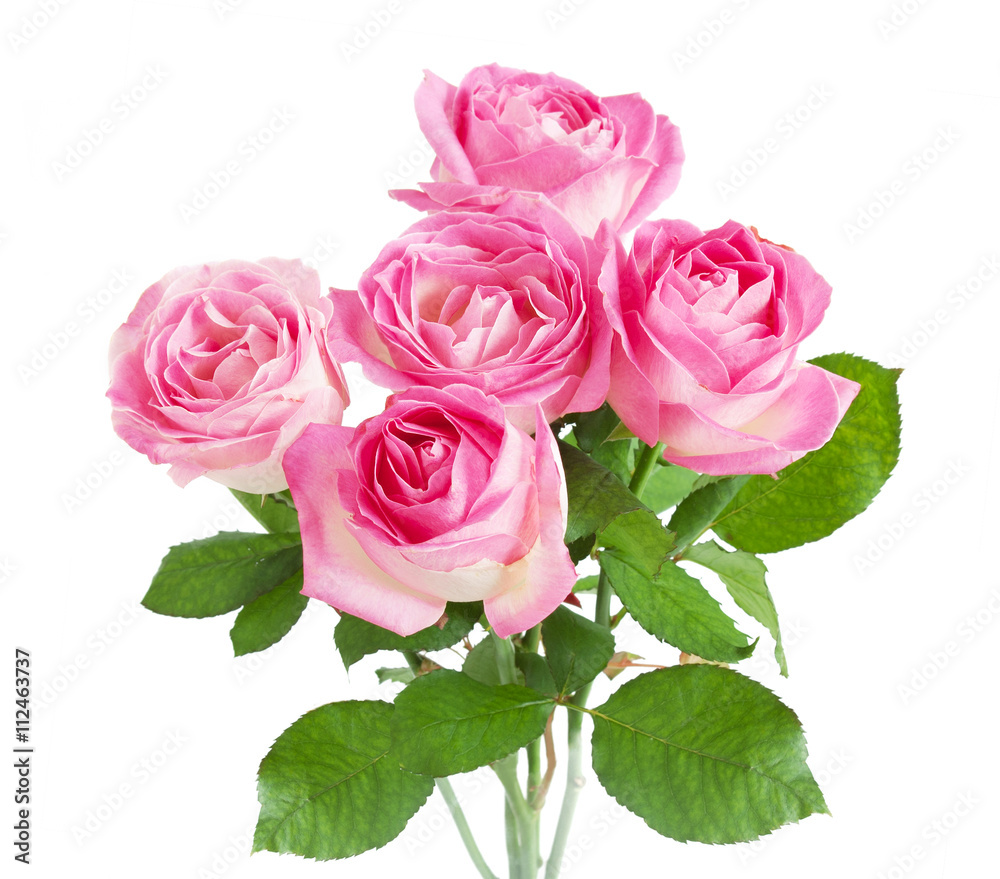 Five pink rose flowers bunch isolated on white background Stock Photo ...