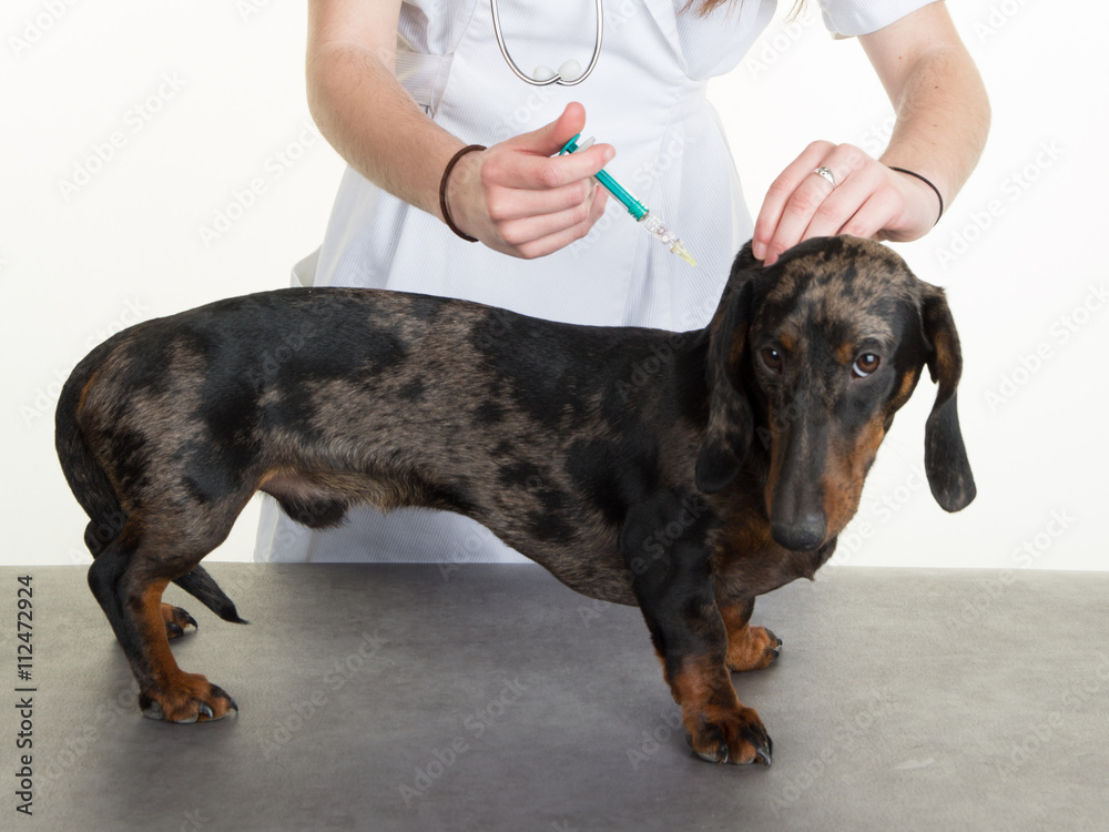 Vet giving an injection to a dog, holding the dog Stock Photo | Adobe Stock