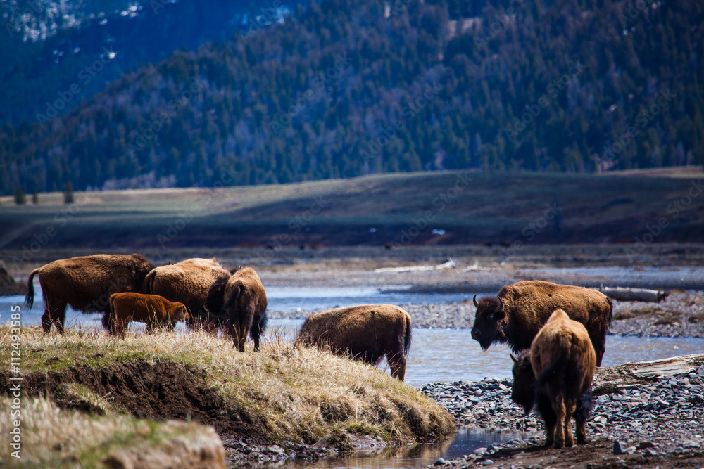 bison herd in yellowstone landscape with river in background Stock ...