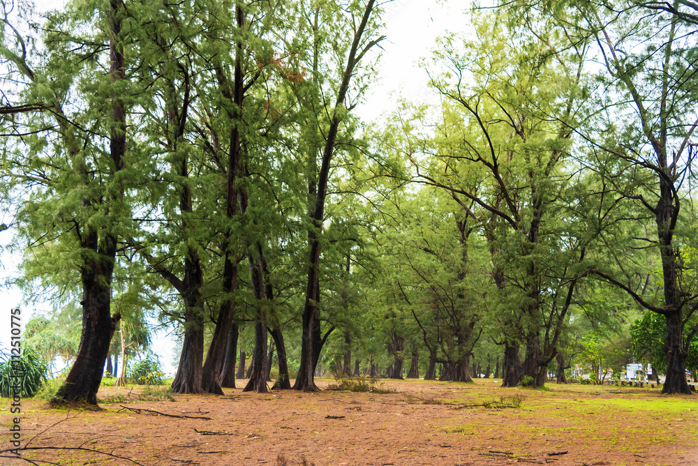 Big Beefwood (Casuarina equisetifalia) forest near the beach on rainy ...