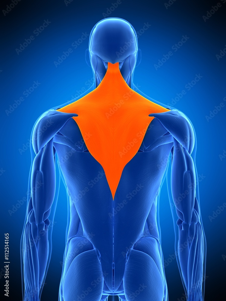 medically accurate illustration of the trapezius Stock Illustration ...