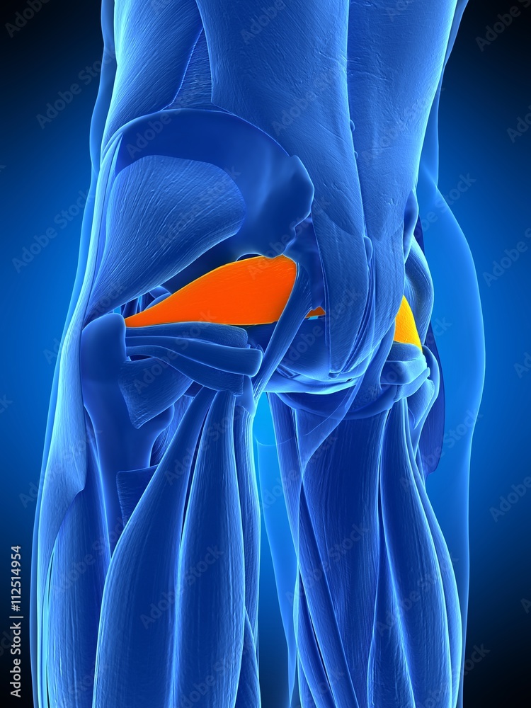medically accurate illustration of the piriformis Stock Illustration ...