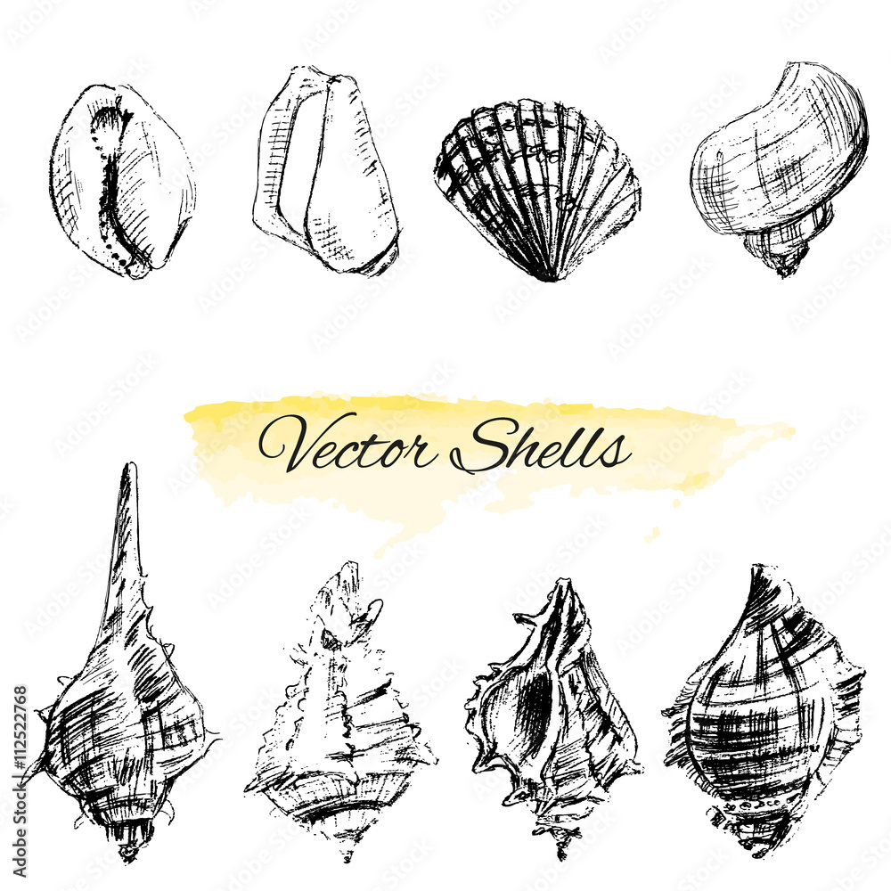 Seashells hand drawn vector graphic etching sketch isolated on white ...