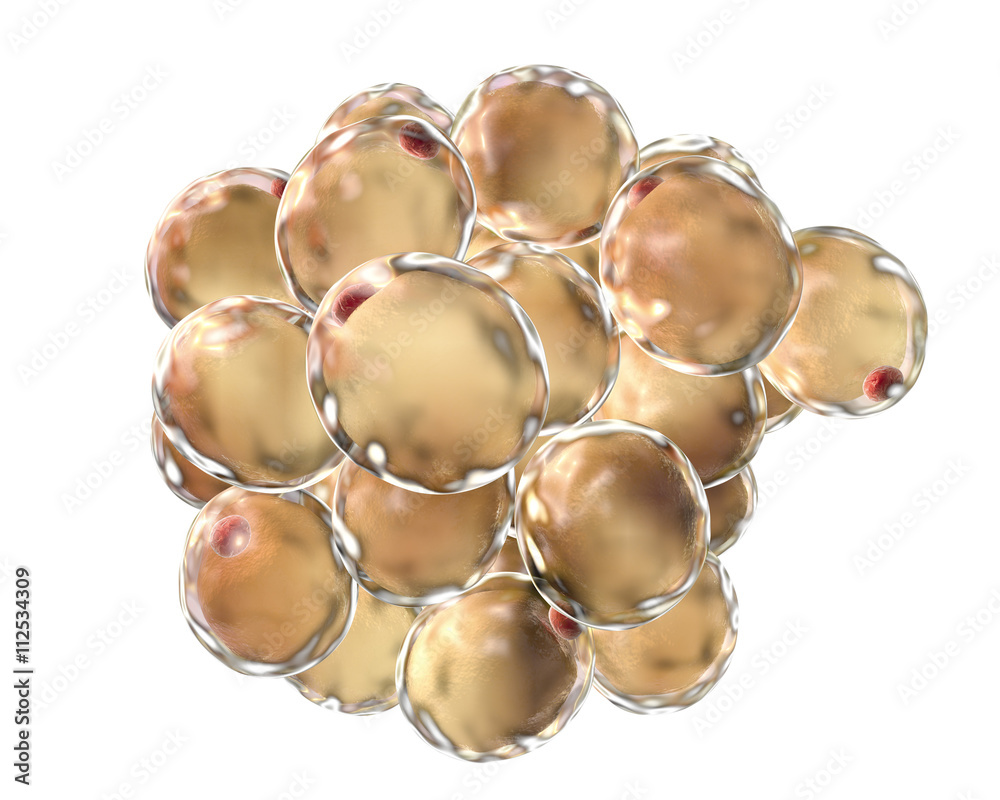 ภาพประกอบสต็อก Fat cells, adiposes cell, adipocytes. 3D illustration ...