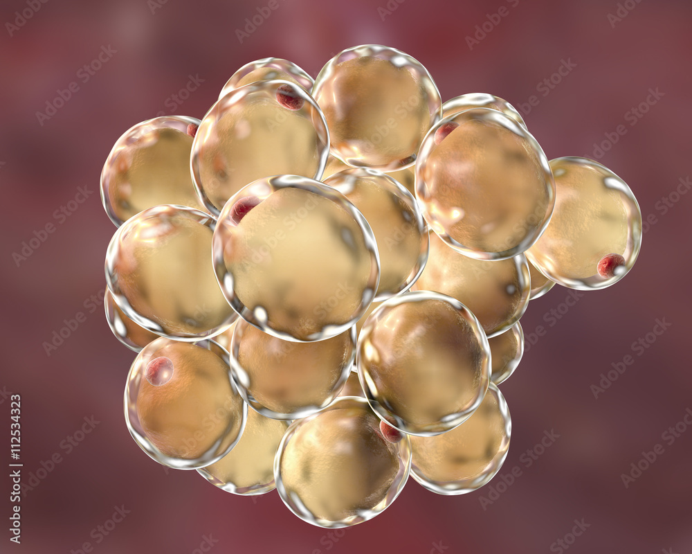 Fat cells, adipose cells, adipocytes. 3D illustration showing presence ...