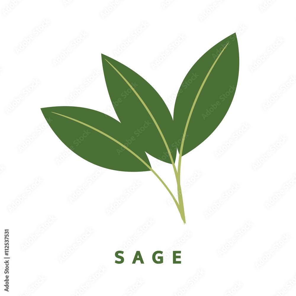 sage herb, food vector illustration, isolated logo Stock Vector | Adobe ...