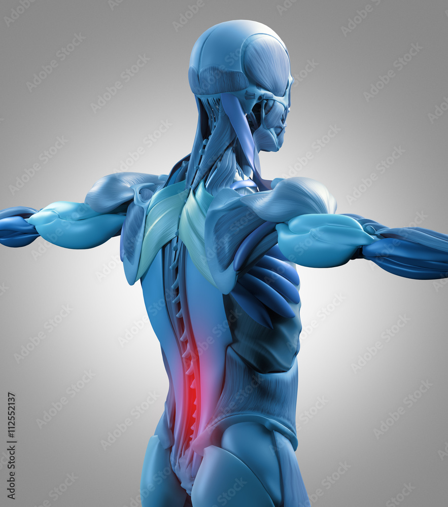 Human anatomy muscle groups, torso back, pain. 3d illustration. Stock ...