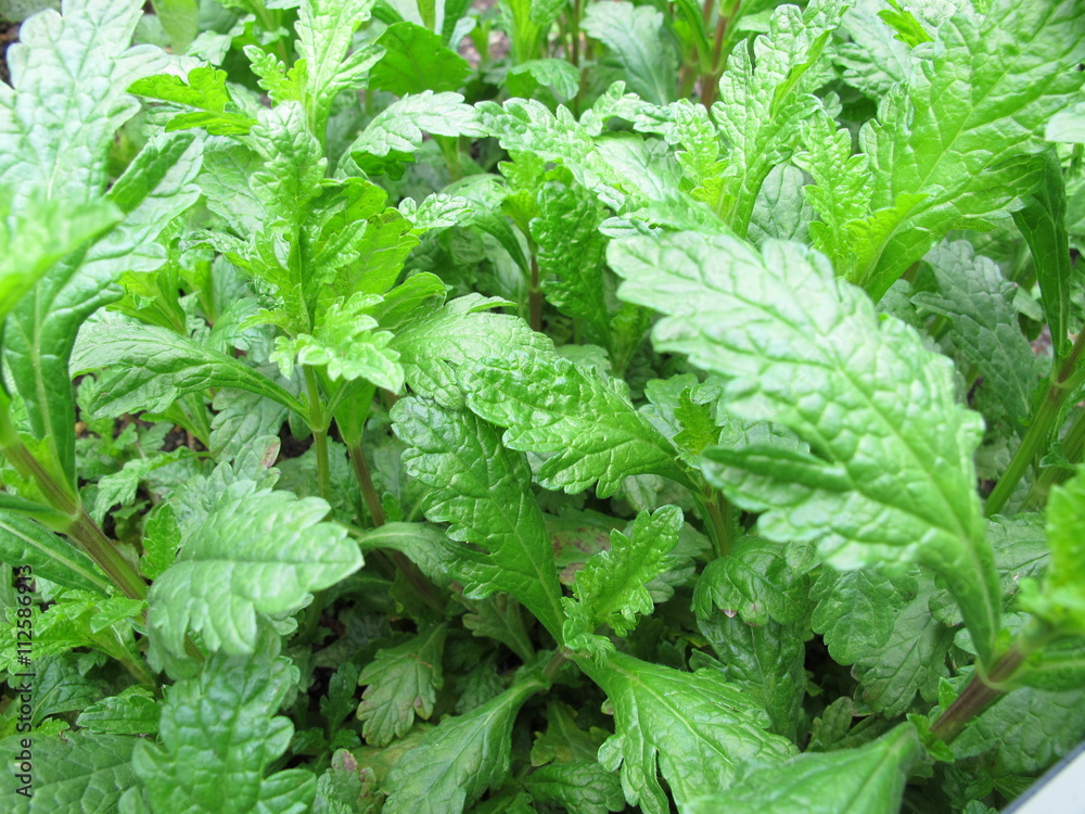 Echte Verbene, Verbena officinalis Stock Photo | Adobe Stock