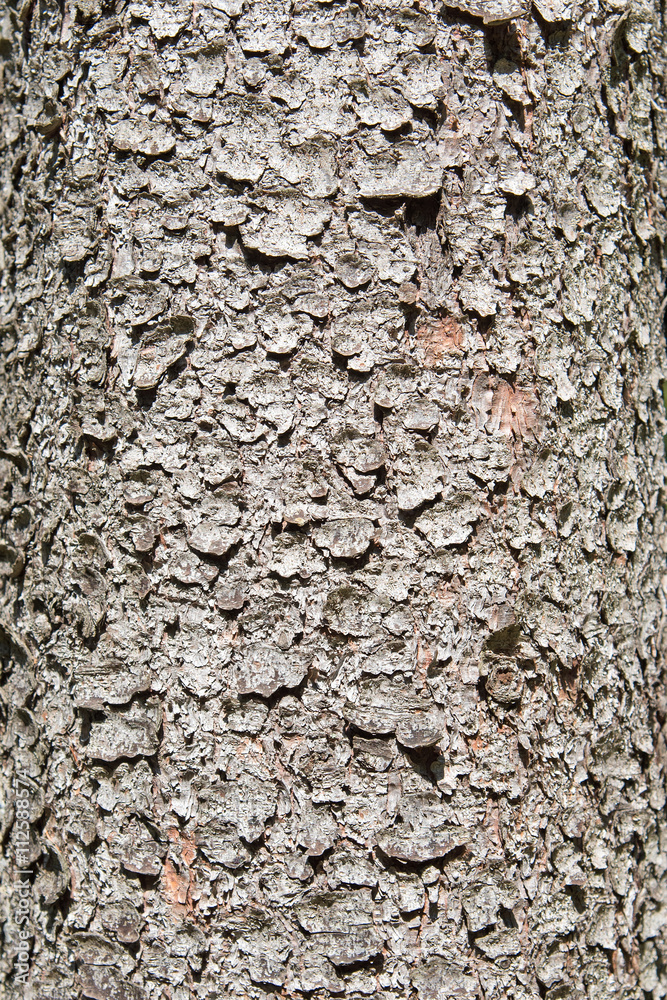 Fichtenrinde, Fichtenstamm, Picea Stock-Foto | Adobe Stock
