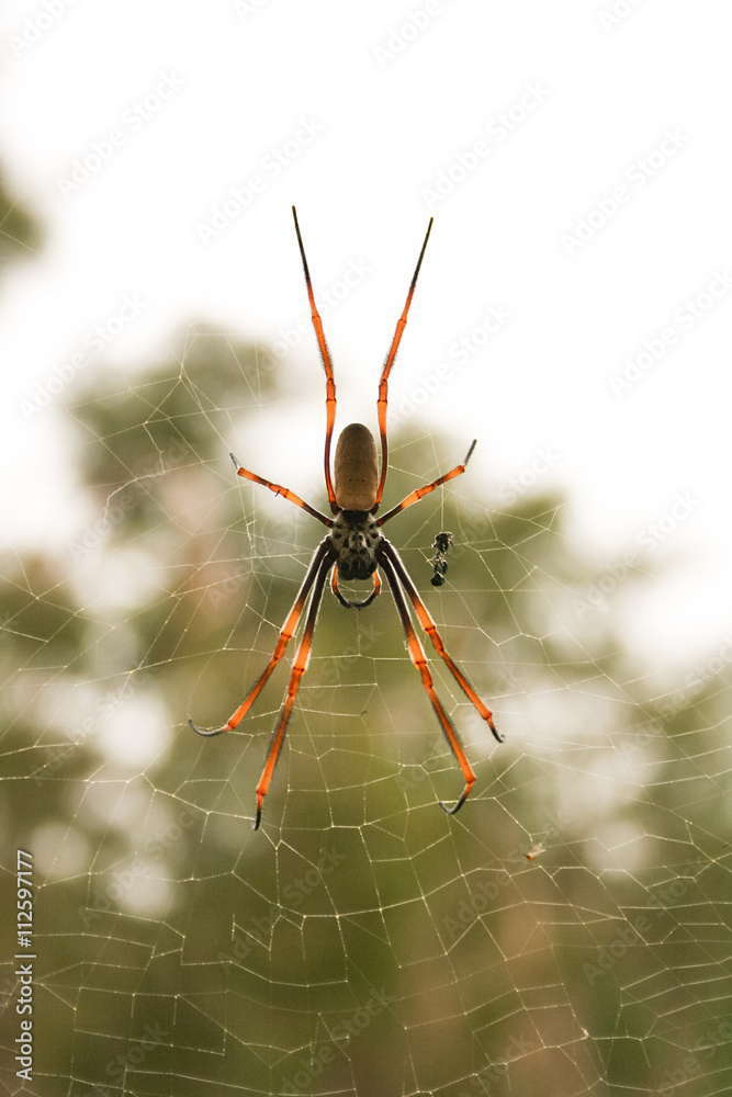 Orange And Black Spider