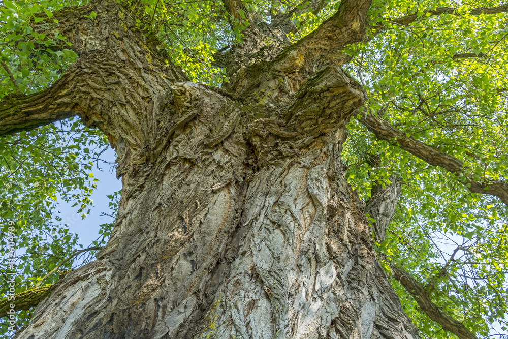 Trunk and branches of a three hundred old three poplar tree in summer ...