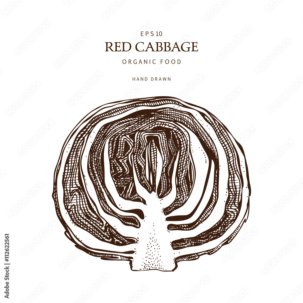 Hand drawn red cabbage illustration. Cabbage with leafs, cabbage head ...