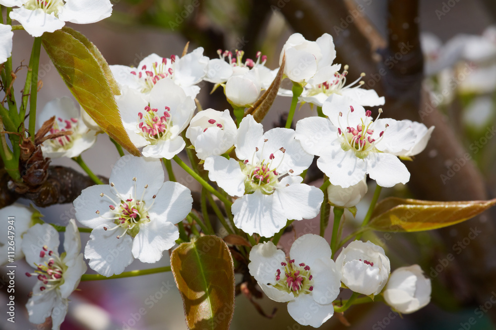 Pear-tree blossom. Stock Photo | Adobe Stock