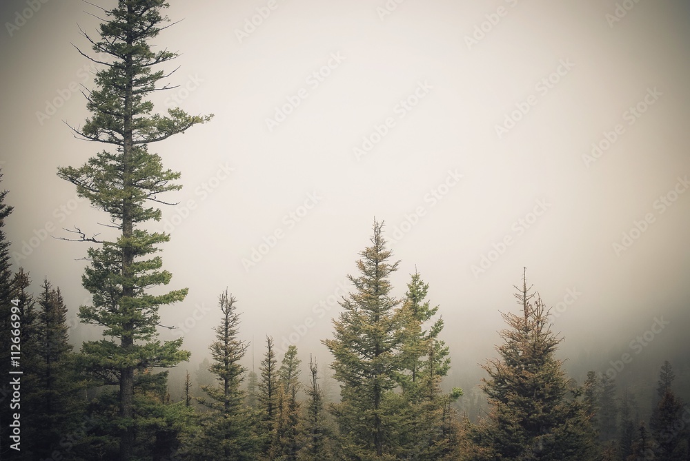 foggy tree line on a mountain top 스톡 사진 | Adobe Stock
