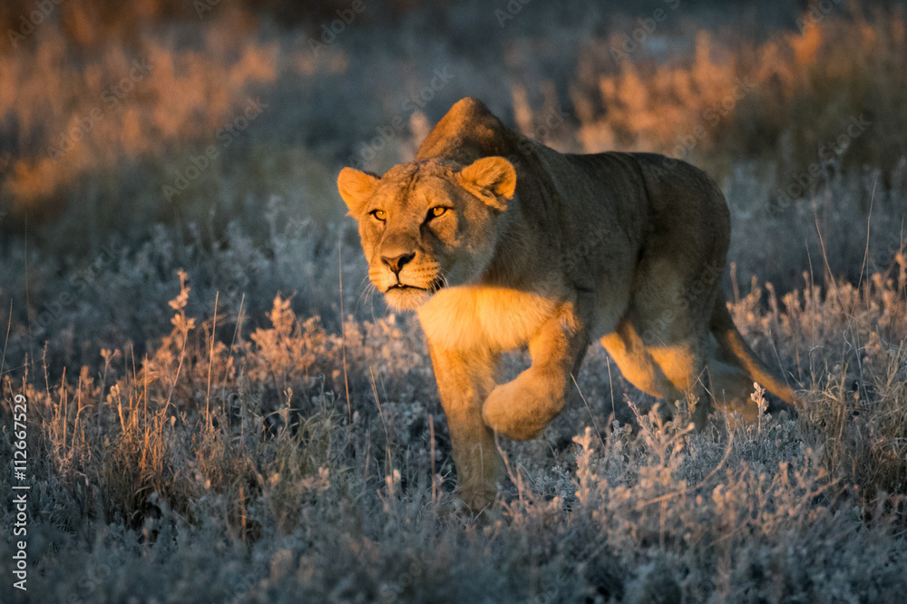Lioness stalking prey in national park Stock Photo | Adobe Stock