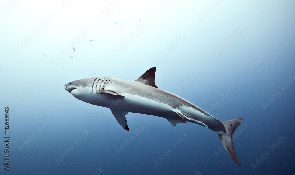 Shark underwater in sea Stock Photo | Adobe Stock