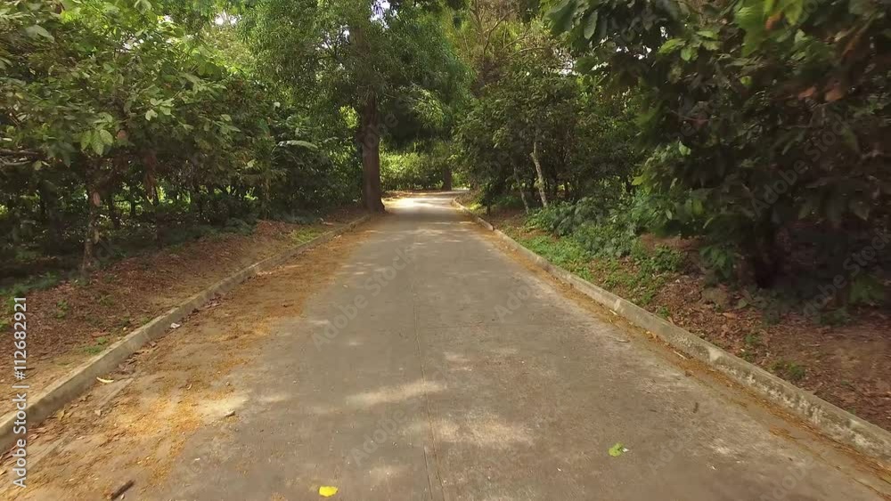 Cocoa plantation road at Chuao, Venezuela. Chuao is best known to grow ...