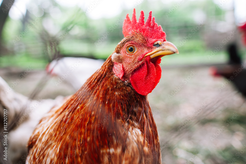 Red chicken head close-up. Head and neck of red chicken on farmyard ...