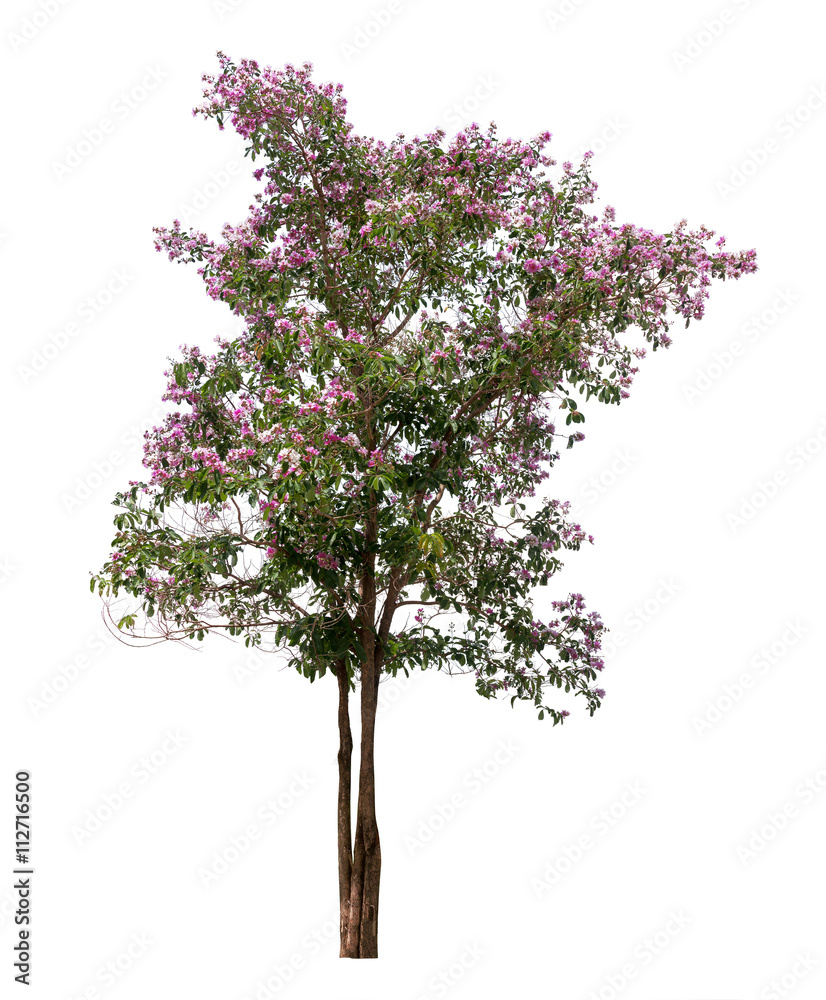 Isolated Lagerstroemia speciosa tree with pink and purple flowers on ...