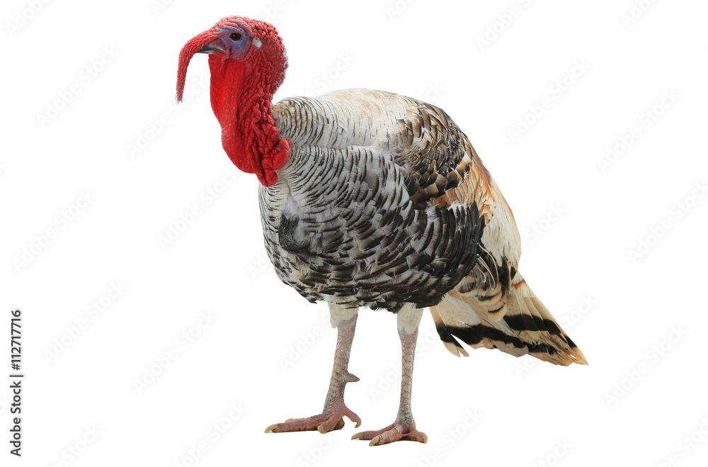 turkey Stock Photo | Adobe Stock