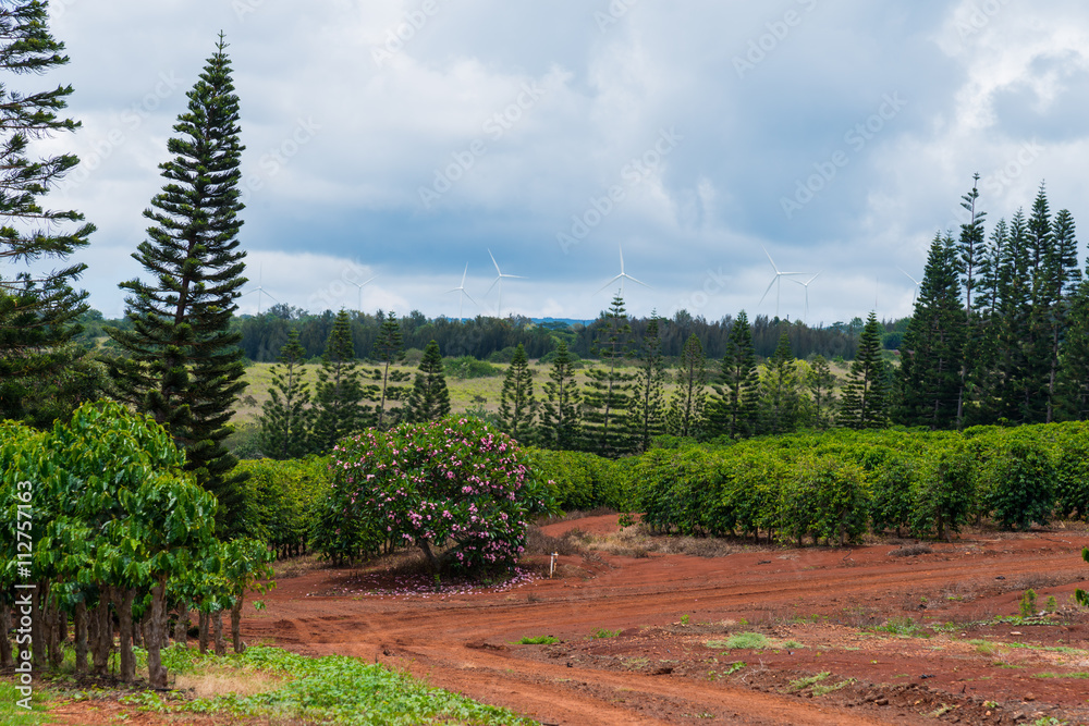 Coffee plants growing in the rich volcanic soil on the North Shore of ...